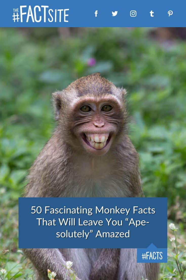 50 Fascinating Monkey Facts That Will Leave You “Ape-solutely” Amazed - The Fact Site