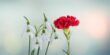 20 Facts About Carnations & Snowdrops, January's Birth Flowers - The ...