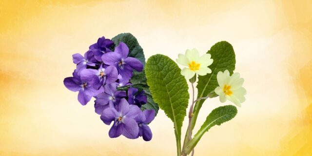 20 Facts About Violets & Primroses, February's Birth Flowers - The Fact ...