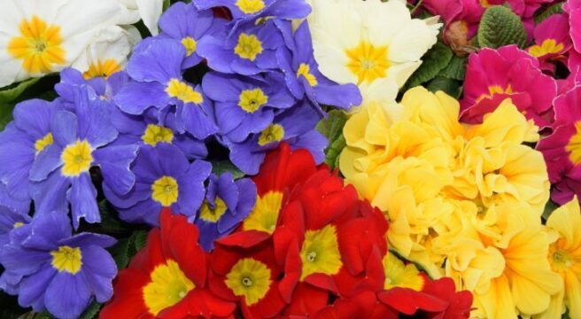 20 Facts About Violets & Primroses, February's Birth Flowers - The Fact ...