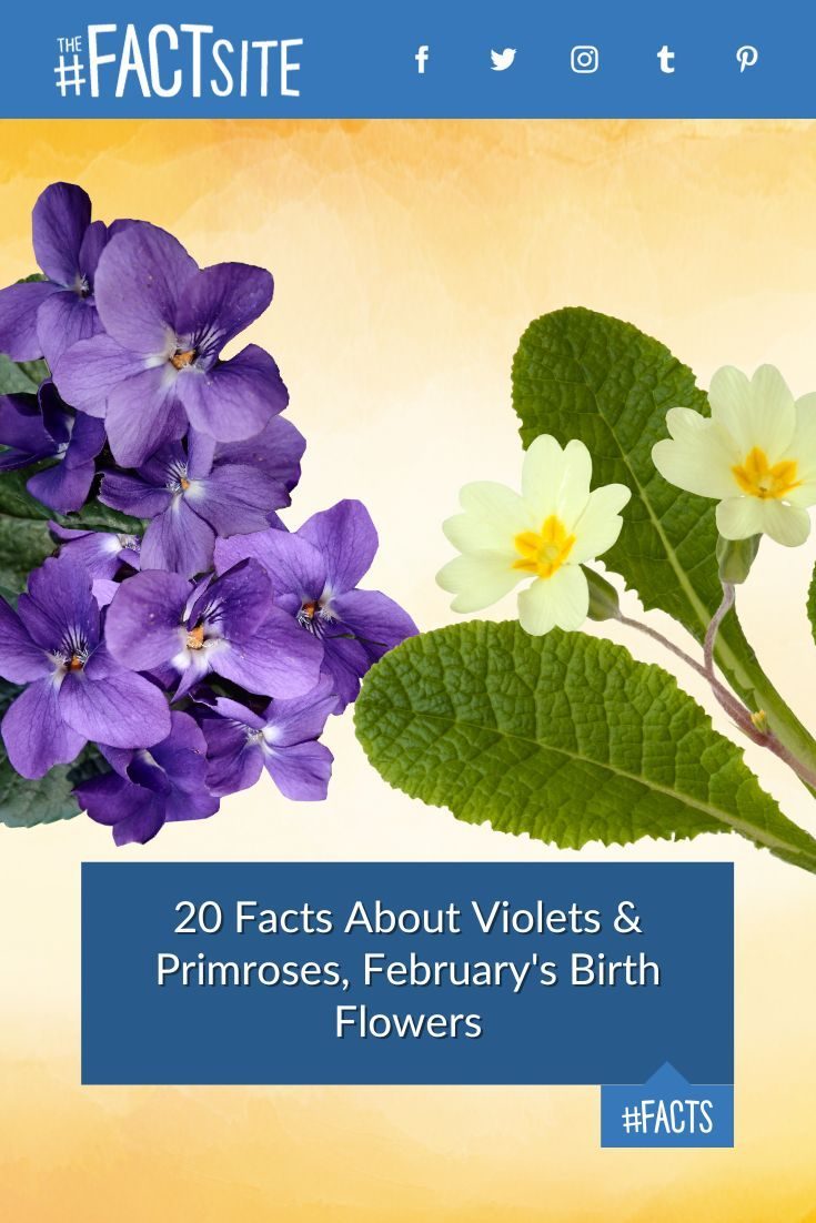 20 Facts About Violets & Primroses, February's Birth Flowers - The Fact ...