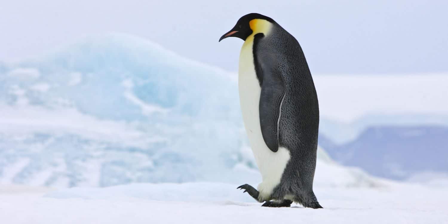 60 Interesting Facts About Antarctica - The Fact Site