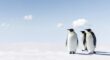 Penguin Awareness Day | January 20 - The Fact Site