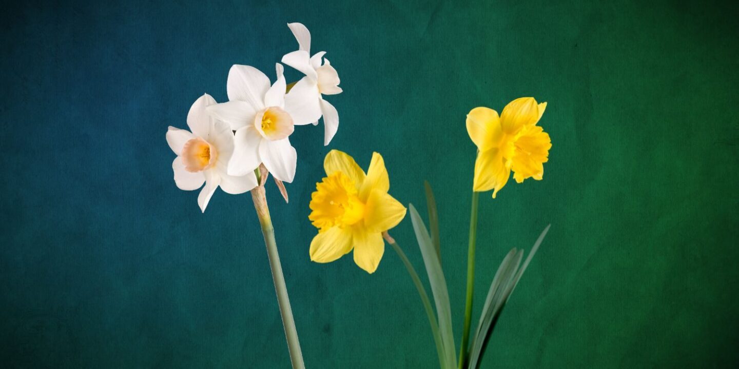 20 Facts About Daffodils & Jonquils, March's Birth Flowers - The Fact Site