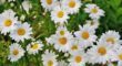 20 Facts About Daisies & Sweet Peas, April's Birth Flowers - The Fact Site