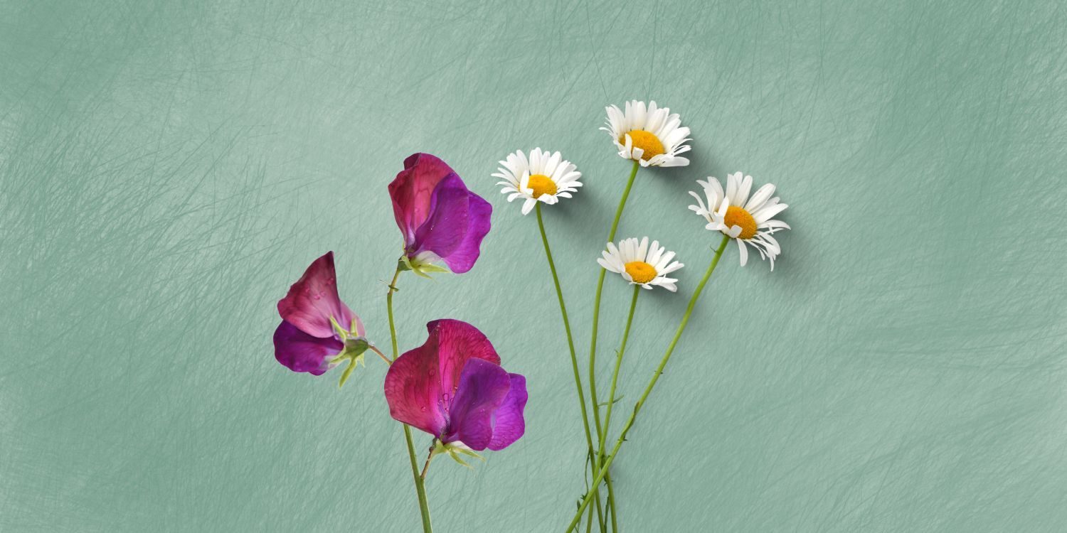 20 Facts About Daisies & Sweet Peas, April's Birth Flowers - The Fact Site