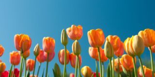 20 Blooming Facts About the Spring Equinox - The Fact Site