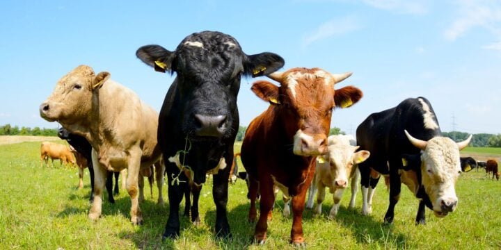 31 Fun Facts About Cows For Kids - The Fact Site