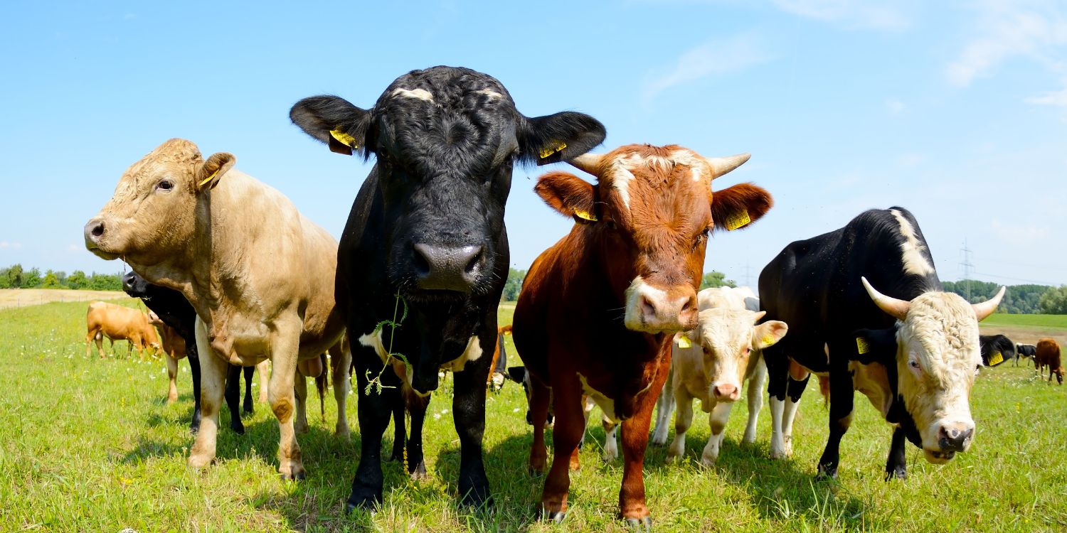 31 Fun Facts About Cows For Kids - The Fact Site