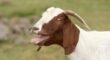 25 Fun Goat Facts That Are Worth Screaming About - The Fact Site