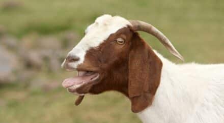 25 Fun Goat Facts That Are Worth Screaming About - The Fact Site