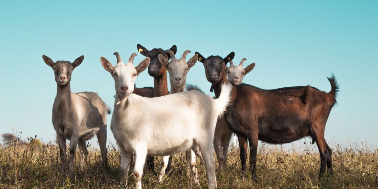 25 Fun Goat Facts That Are Worth Screaming About - The Fact Site