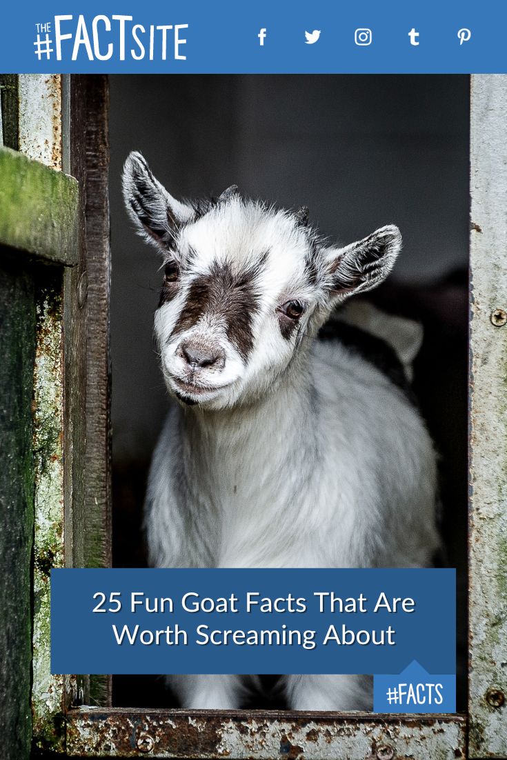 25 Fun Goat Facts That Are Worth Screaming About - The Fact Site