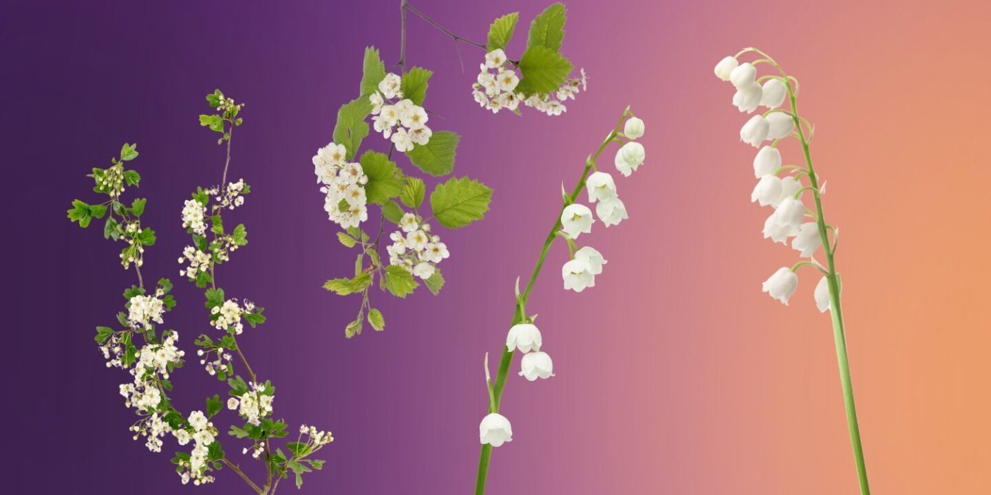 20 Facts About Lily of the Valley & Hawthorn, May's Birth Flowers - The ...