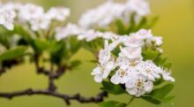 20 Facts About Lily of the Valley & Hawthorn, May's Birth Flowers - The Fact Site