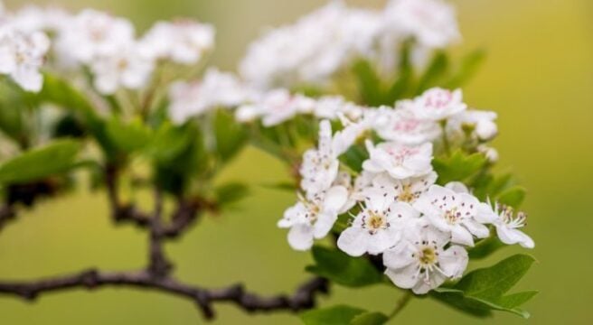 20 Facts About Lily of the Valley & Hawthorn, May's Birth Flowers - The ...