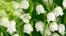20 Facts About Lily of the Valley & Hawthorn, May's Birth Flowers - The Fact Site