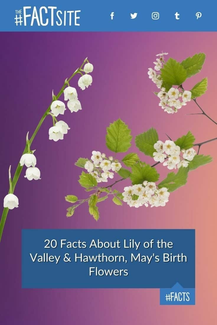 20 Facts About Lily of the Valley & Hawthorn, May's Birth Flowers - The Fact Site