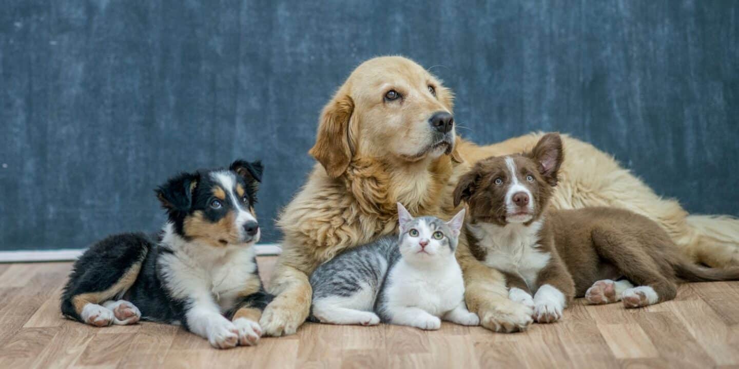 30 Facts You Didn't Know About Adele - The Fact Site