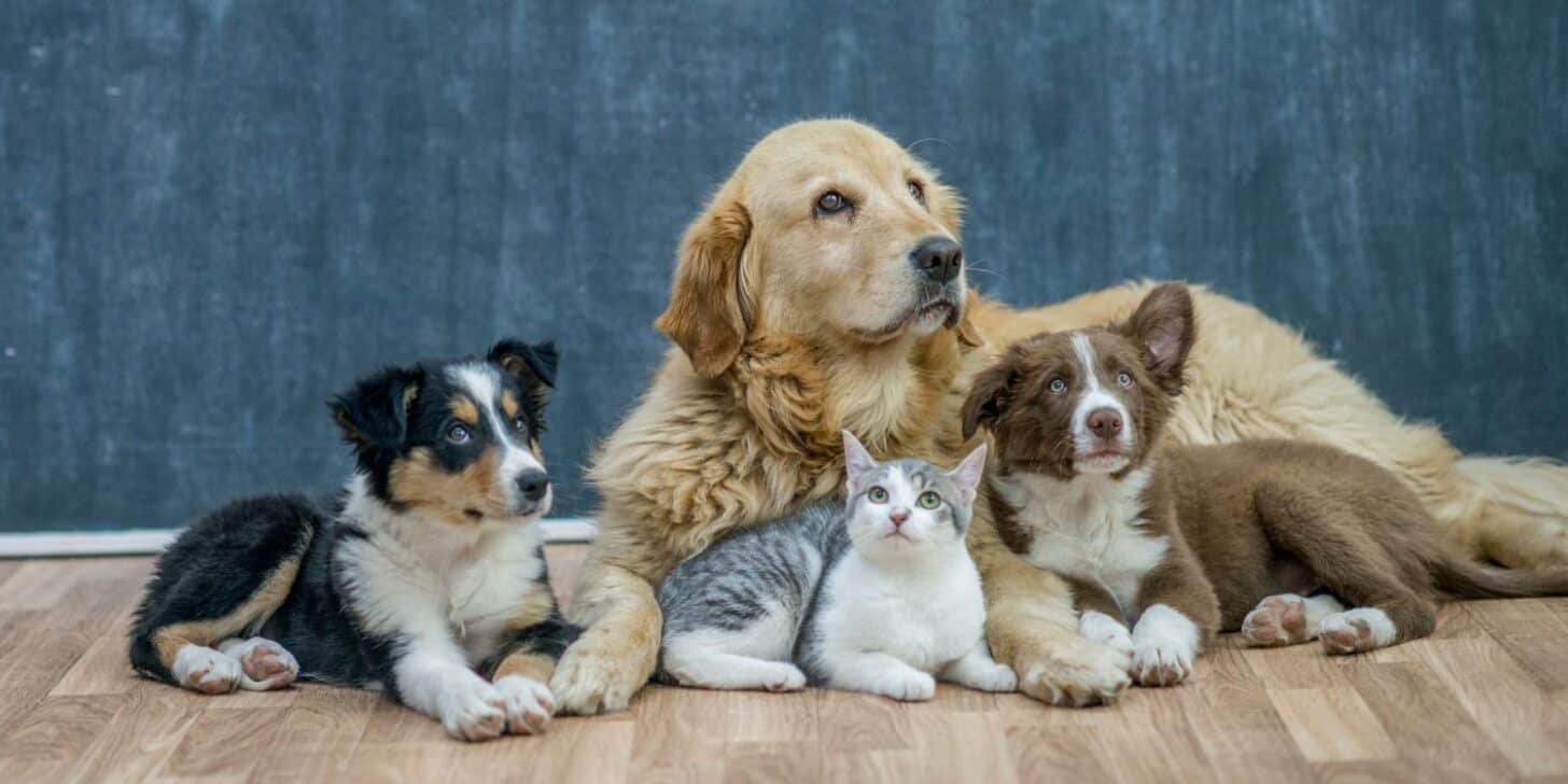 Fun Facts About Homer Simpson | The Fact Site