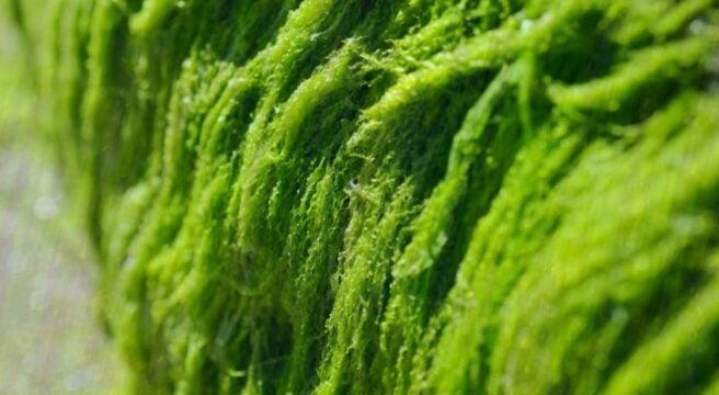 33 Fun & Interesting Facts About Algae For Kids - The Fact Site