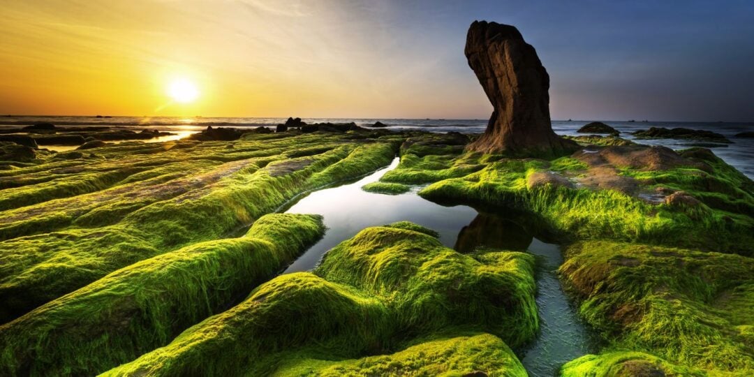 33 Fun & Interesting Facts About Algae For Kids - The Fact Site