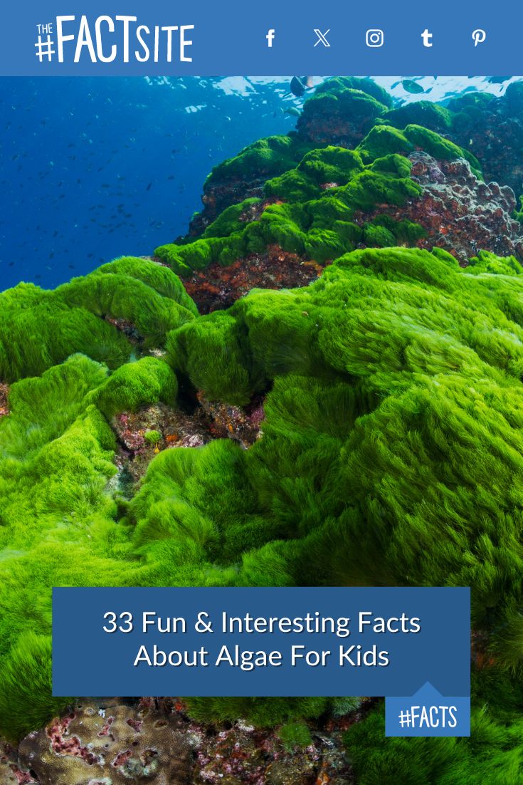 33 Fun & Interesting Facts About Algae For Kids - The Fact Site