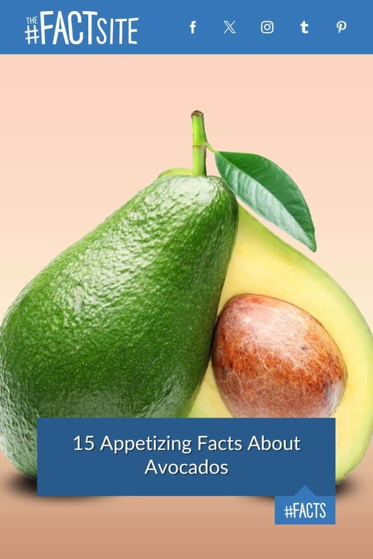 15 Appetizing Facts About Avocados - The Fact Site