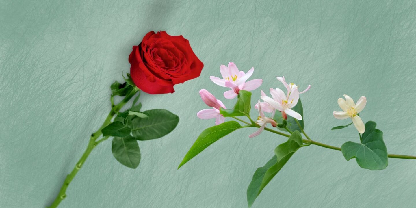 20 Facts About Roses & Honeysuckle, June's Birth Flowers - The Fact Site
