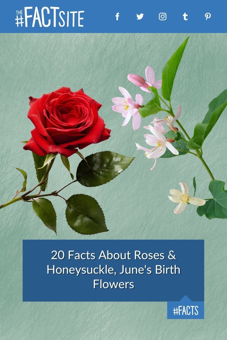 20 Facts About Roses & Honeysuckle, June's Birth Flowers - The Fact Site