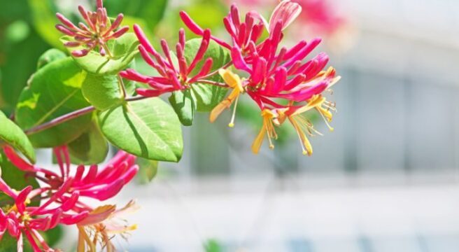 20 Facts About Roses & Honeysuckle, June's Birth Flowers - The Fact Site