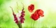 20 Facts About Gladioli & Poppies, August's Birth Flowers - The Fact Site