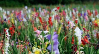 20 Facts About Gladioli & Poppies, August's Birth Flowers - The Fact Site