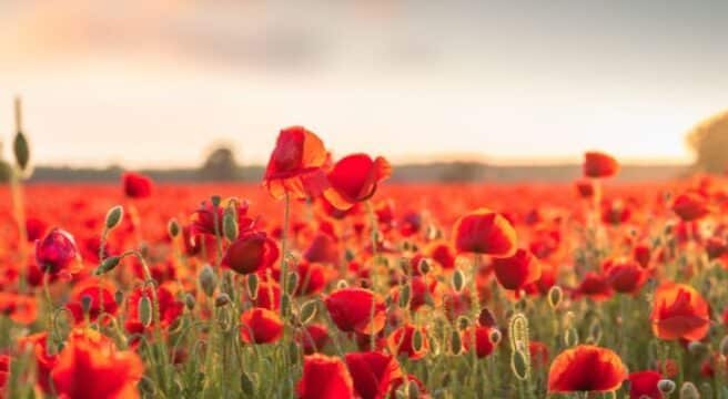20 Facts About Gladioli & Poppies, August's Birth Flowers - The Fact Site