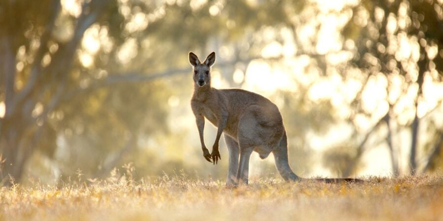 21 Weird Facts About Australian Animals For Kids - The Fact Site