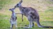21 Weird Facts About Australian Animals For Kids - The Fact Site