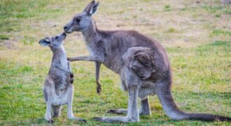 21 Weird Facts About Australian Animals For Kids - The Fact Site