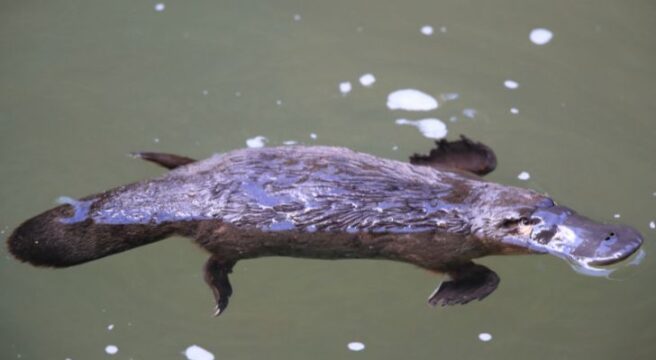 21 Weird Facts About Australian Animals For Kids - The Fact Site