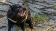 21 Weird Facts About Australian Animals For Kids - The Fact Site