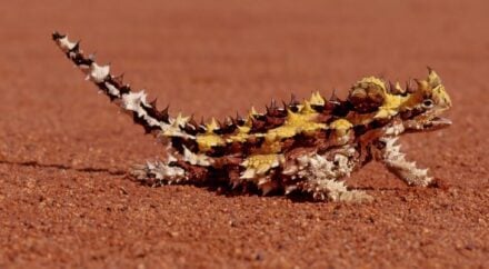 21 Weird Facts About Australian Animals For Kids - The Fact Site