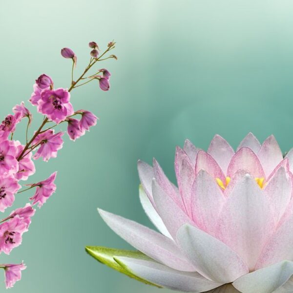 20 Facts About Roses & Honeysuckle, June's Birth Flowers - The Fact Site