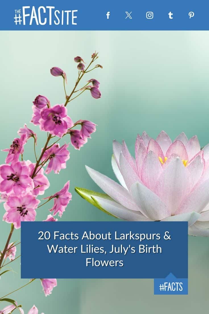 20 Facts About Larkspurs & Water Lilies, July's Birth Flowers - The ...