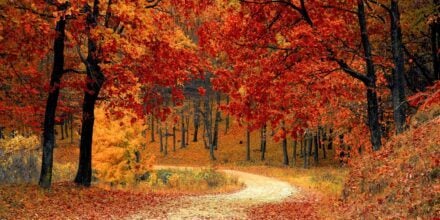 15 Fun Facts About Fall That’ll Leaf You Amazed - The Fact Site
