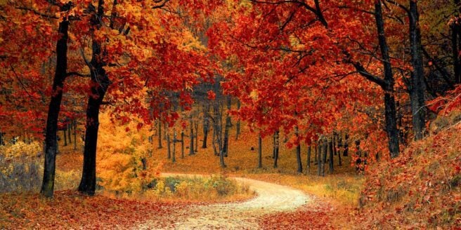 15 Fun Facts About Fall That’ll Leaf You Amazed - The Fact Site