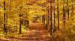 15 Fun Facts About Fall That’ll Leaf You Amazed - The Fact Site