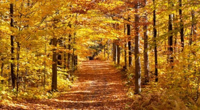 15 Fun Facts About Fall That’ll Leaf You Amazed - The Fact Site