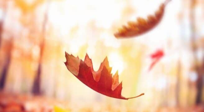 15 Fun Facts About Fall That’ll Leaf You Amazed - The Fact Site