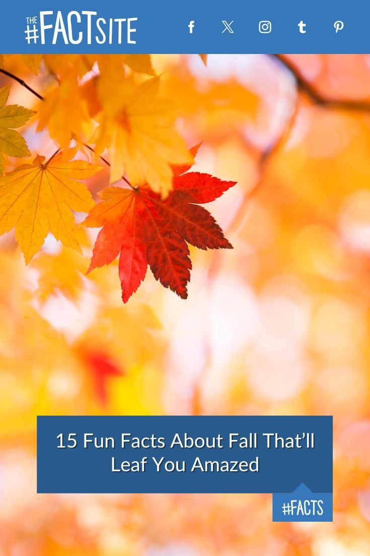 15 Fun Facts About Fall That’ll Leaf You Amazed - The Fact Site
