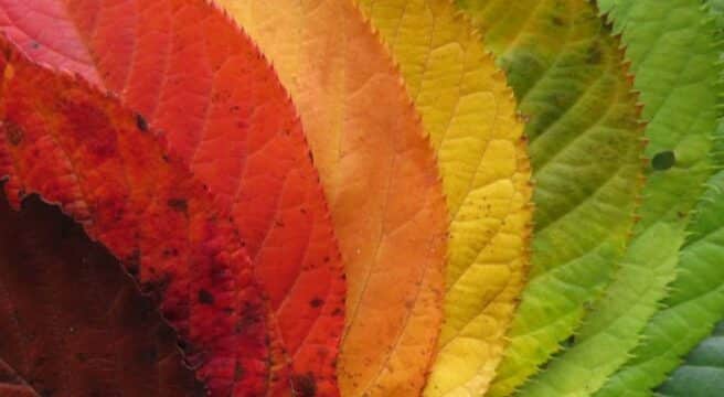 15 Fun Facts About Fall That’ll Leaf You Amazed - The Fact Site