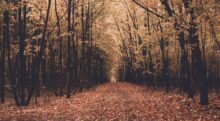 15 Fun Facts About Fall That’ll Leaf You Amazed - The Fact Site